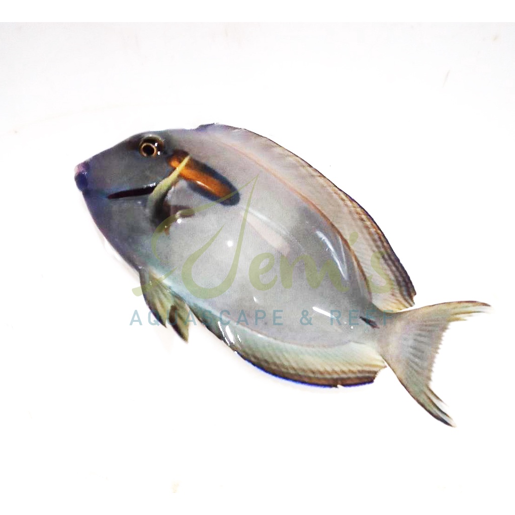 Jual Ikan Air Laut Botana Kapsul Hitam / Abu (Orange Shoulder Tang ...