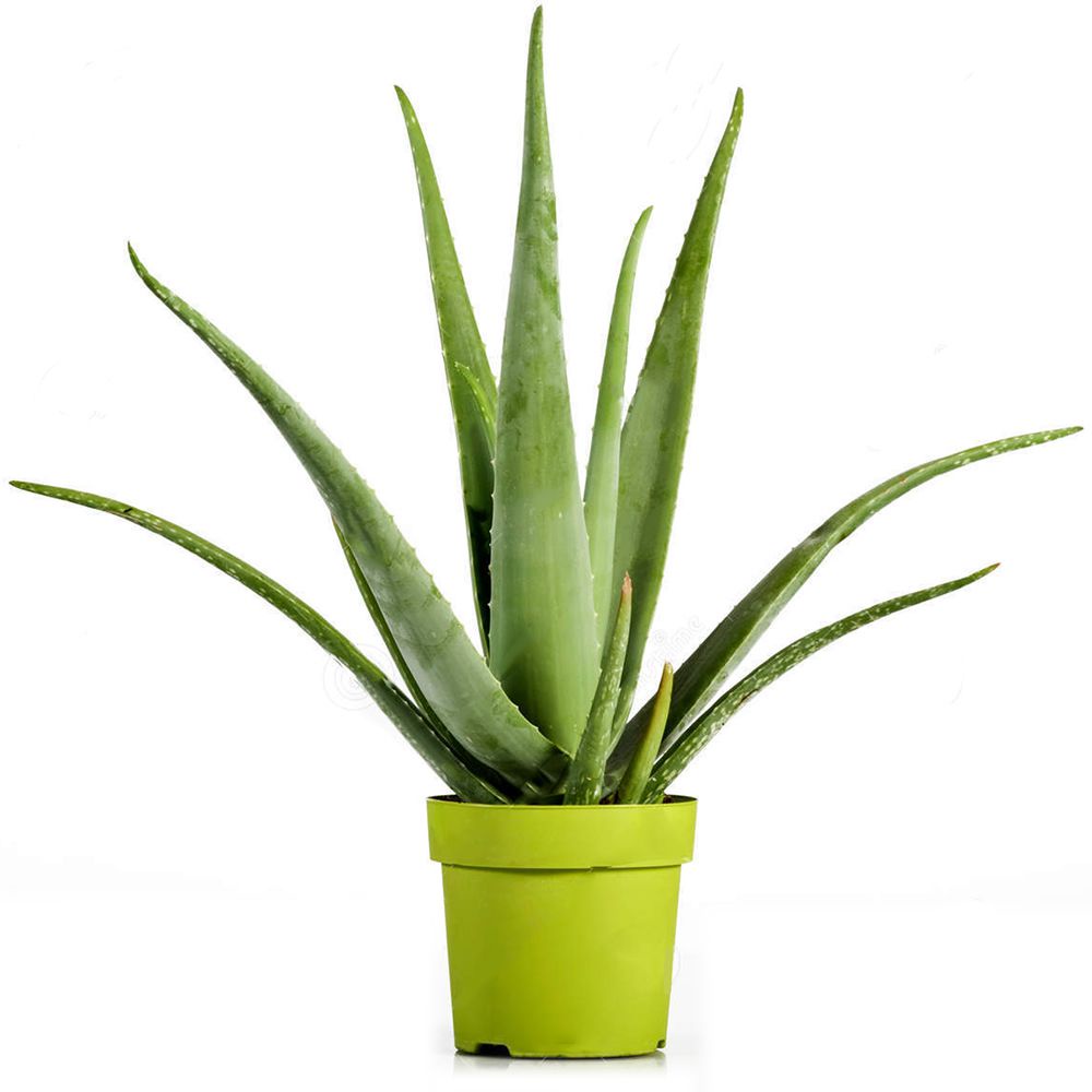 Jual Tanaman hias lidah buaya | aloe vera / Tanaman hias hidup / bunga ...