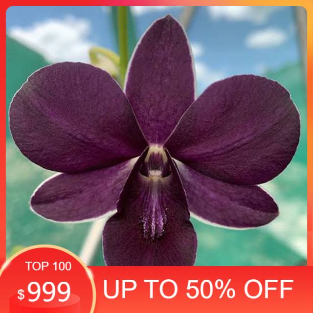 Jual Anggrek Dendrobium Sakda Blue Dewasa KADEFA FLOWERS | Shopee Indonesia