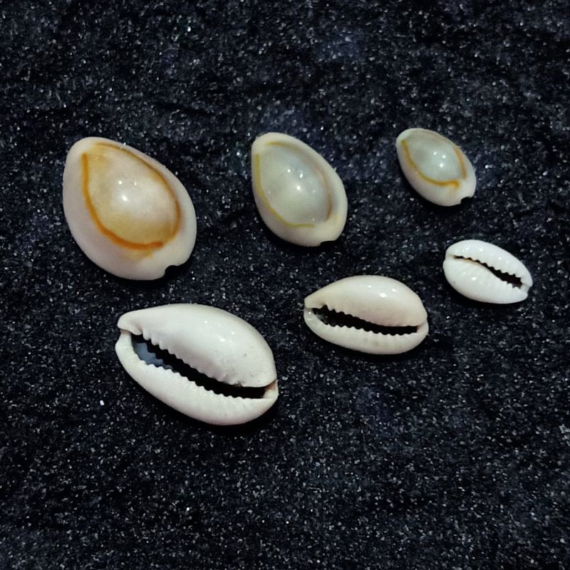 Jual Kuwuk congklak Beklen Kerang Hiasan | Shopee Indonesia