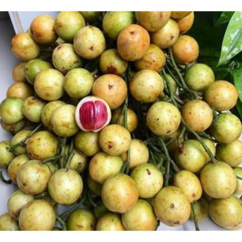 Jual Buah menteng buah kemundung segar 1kg | Shopee Indonesia