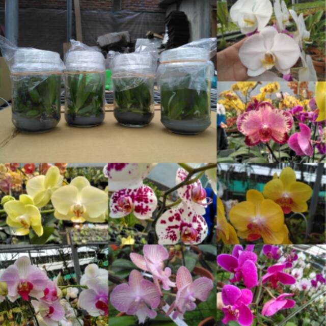 Jual Botolan bibit anggrek bulan | Shopee Indonesia