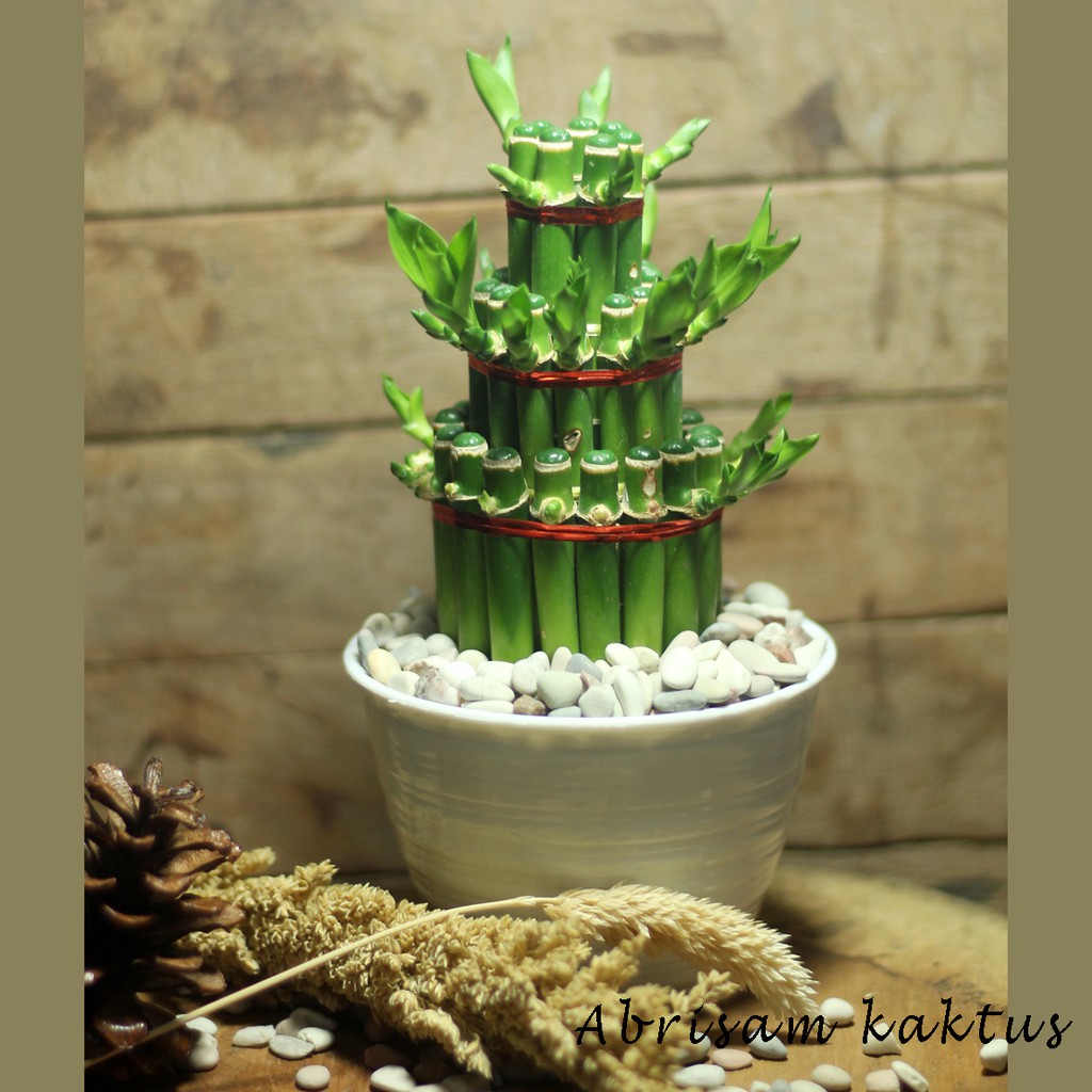 Jual PAKET HYDROGEL LUCKY BAMBOO / BAMBU CINA POT VAS BUNGA DEKORASI ...