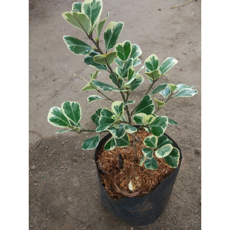Jual tanaman hias pohon beringin kupukupu varigata ficus triangularis ...