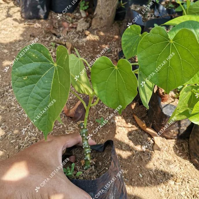 Jual Vc3R Bibit Tanaman Daun Brotowali Antawali Pohon Obat Herbal ...