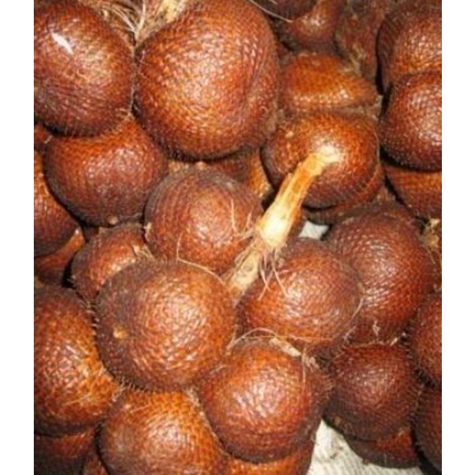 Jual Buah Salak Karangasem Bali asem manis (1kilo) | Shopee Indonesia