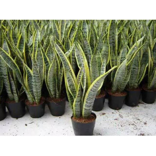 Jual Tanaman Hias Sensifera / Bunga Pedang | Shopee Indonesia