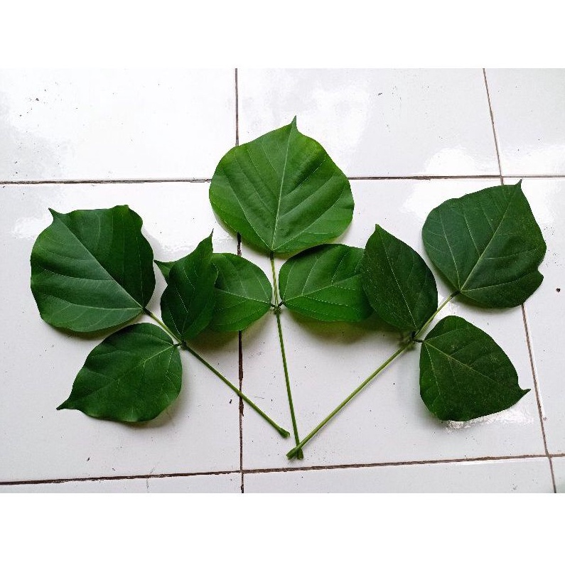 Jual Daun Dadap Serep | Tanaman Herbal | Shopee Indonesia