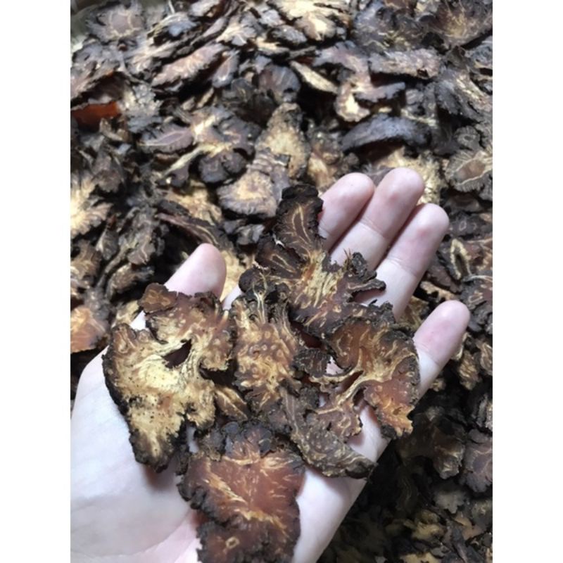 Jual daun geganti/ganti super | Shopee Indonesia