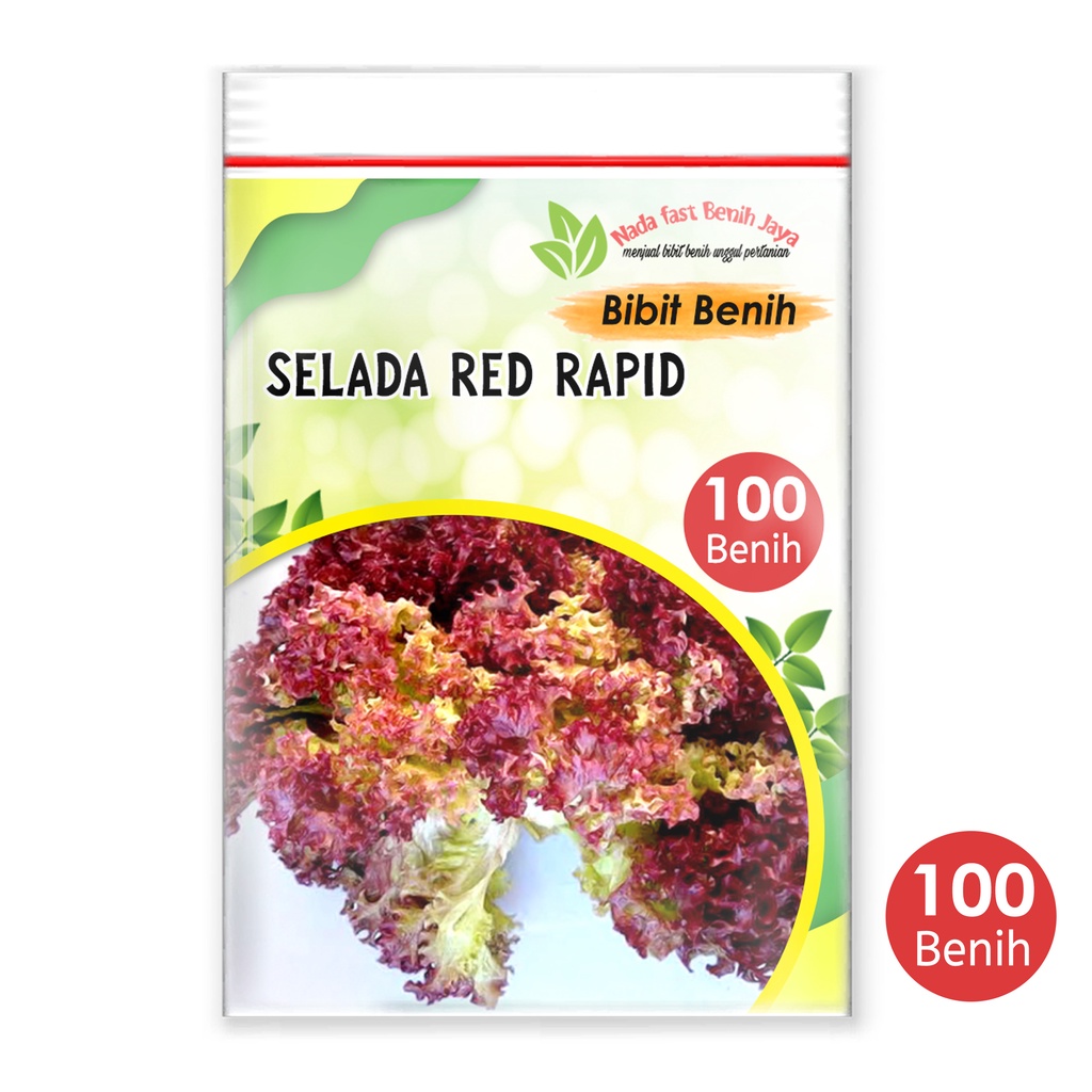 Jual Nada fast benih jaya - 100 biji Benih bibit sayuran daun selada merah Red Rapid | Shopee ...