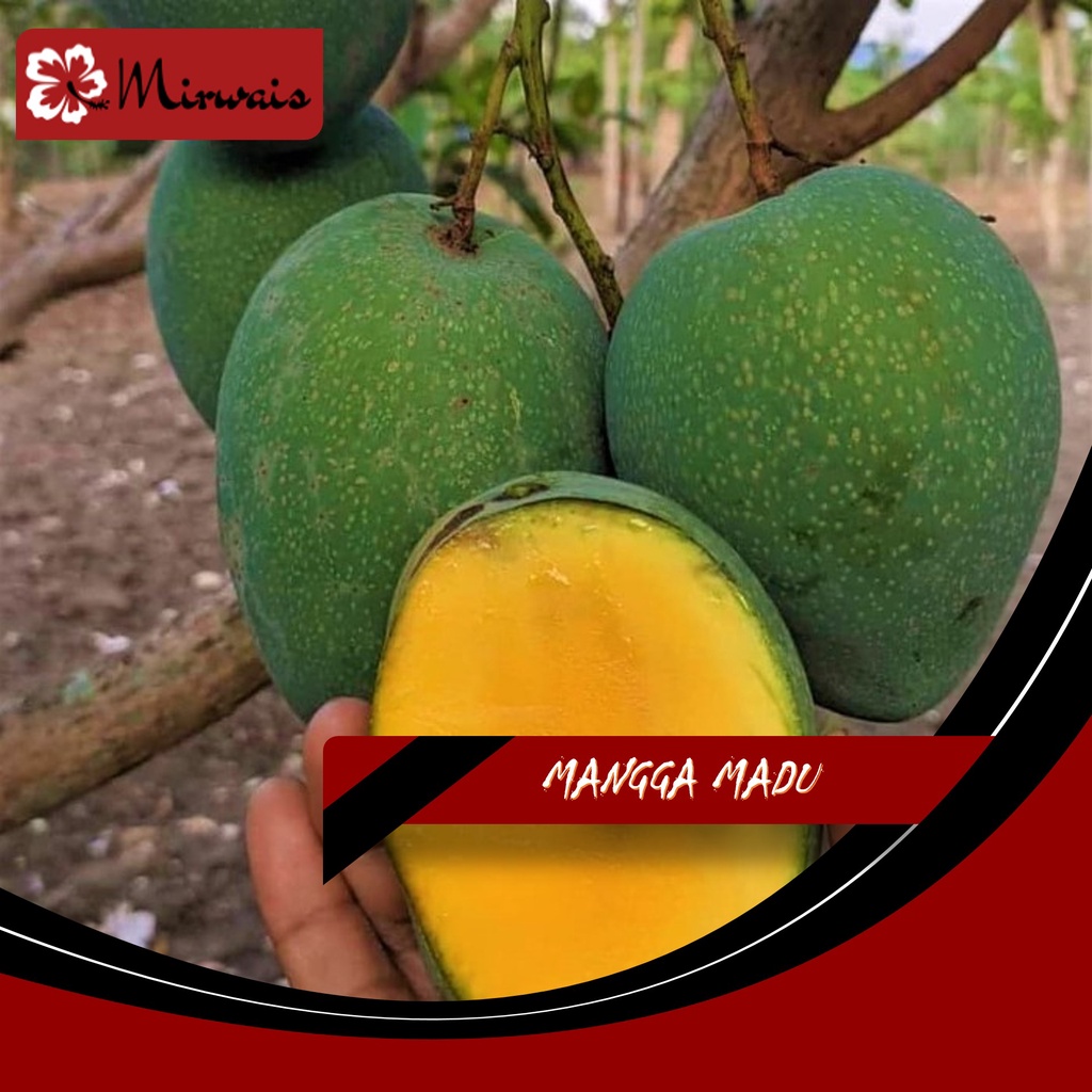 Jual Pohon Mangga Mahatir Jumbo (80-1m) - (Mirwais) | Shopee Indonesia