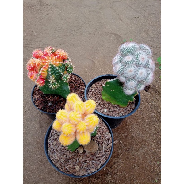 Jual tanaman kaktus besar cluster paket 3pcs +freepot | Shopee Indonesia