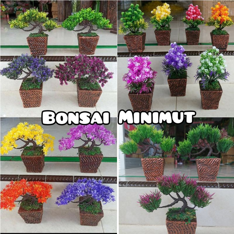 Jual Bonsai Minimut (Tanpa Pot) Bonsai Bunga Bonsai Hias Tanaman Hias ... Jual Bonsai Minimut (Tanpa Pot) Bonsai Bunga Bonsai Hias Tanaman Hias ...