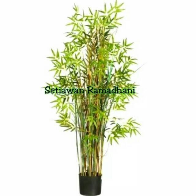 Jual Tanaman Bambu Kuning Mini | Shopee Indonesia