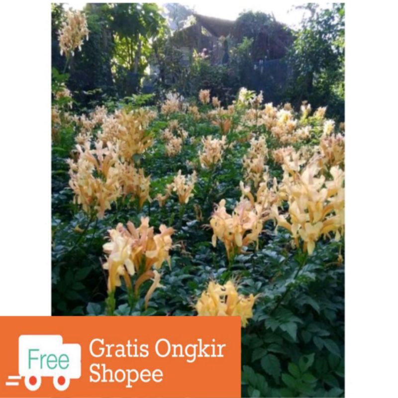 Jual bunga tecomaria | Shopee Indonesia