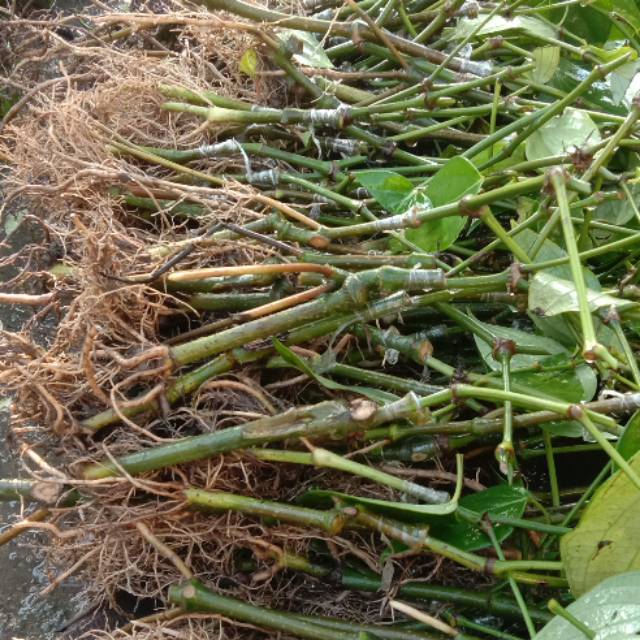 Jual Bibit lada sambung melada paket hemat 100 batang | Shopee Indonesia