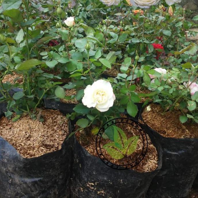 Jual Obr Bibit Pohon Mawar Putih/Tanaman Hias Bunga Mawar Putih ...