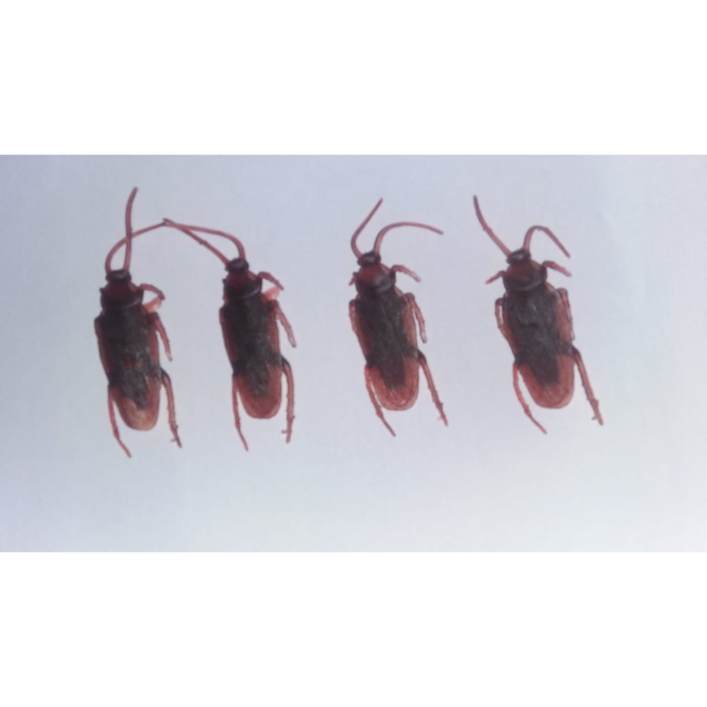 Jual Mainan Binatang Kecoa Lucu Bahan Karet PVC Kecoa Mainan | Shopee ...