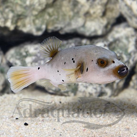 Jual (INSTANT BANDUNG) IKAN HIAS AIR LAUT BUNTAL BABI PUFFER BUNTEL ...