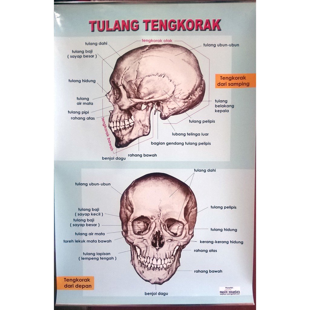 Jual Alat Peraga Poster Tulang Tengkorak | Shopee Indonesia
