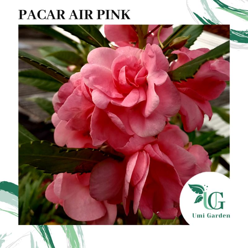 Jual 5 Biji Benih Bunga Pacar Air Pink Tumpuk Impatiens Balsamina ...