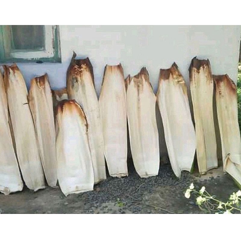 Jual Pelepah pohon pinang Jambe | Shopee Indonesia