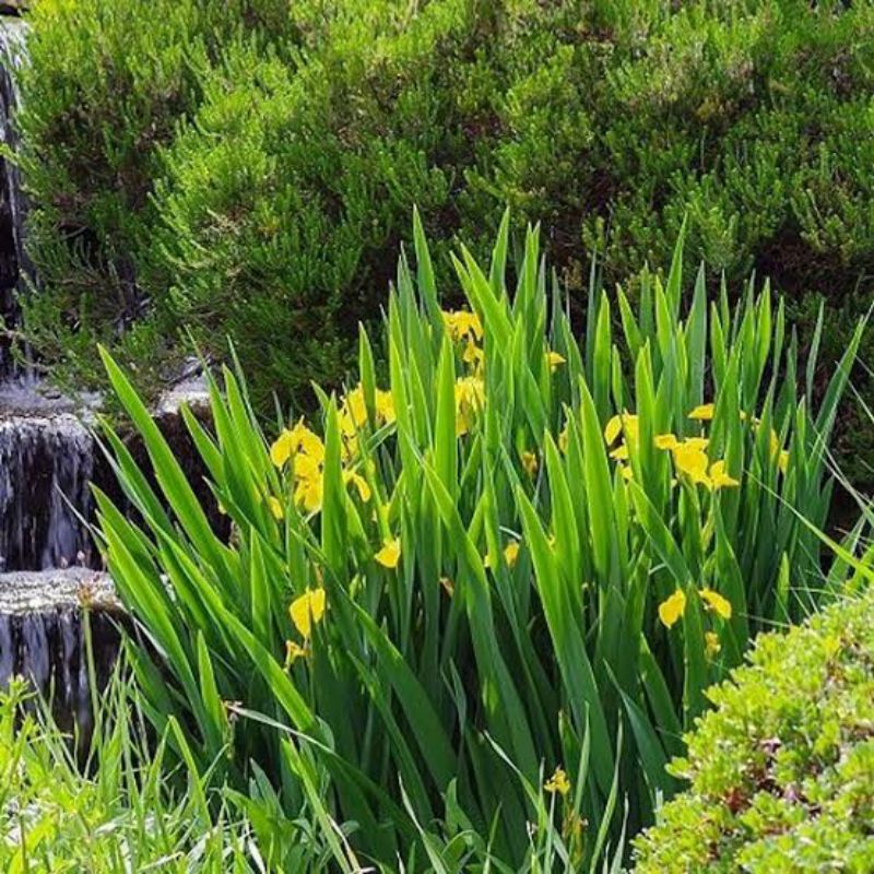 Jual Bunga Iris Kuning | Shopee Indonesia