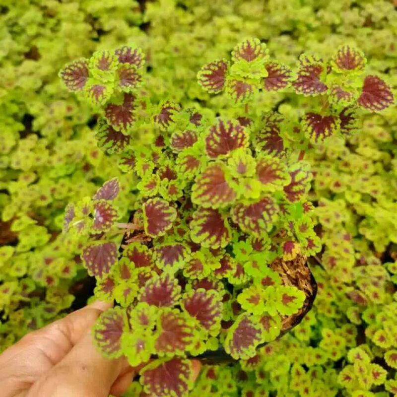 Jual tanaman hias miana mini-miyana mini-bunga hias miyana mini-miana ...