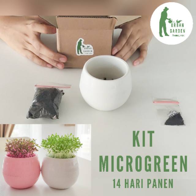 Jual Kit Menanam/Berkebun Microgreen Sayuran Bayam Hijau/Merah Paket ...