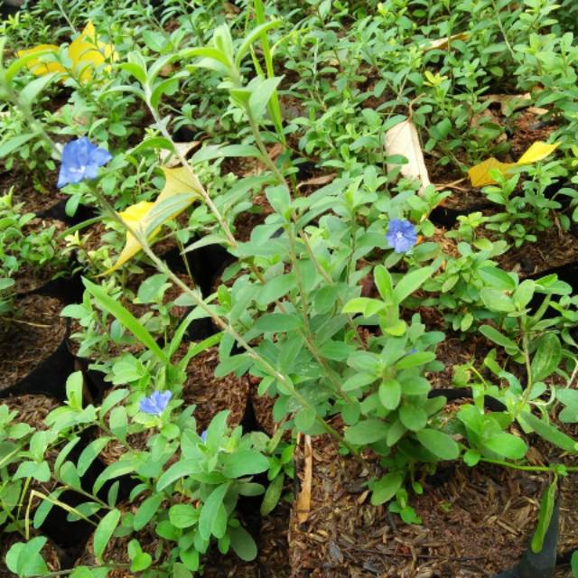 Jual Tanaman hias blue eyes - bunga blue eyes | Shopee Indonesia