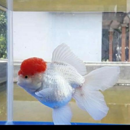 Jual ikan mas koki red cup / oranda red cap jambul / ikan hias aquarium ...