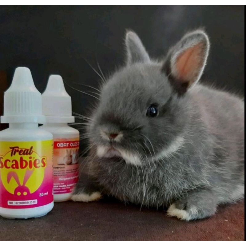 Jual OBAT KELINCI SCABIES TREAT SCABIES OBAT KUTU KELINCI OBAT SCABIES ...