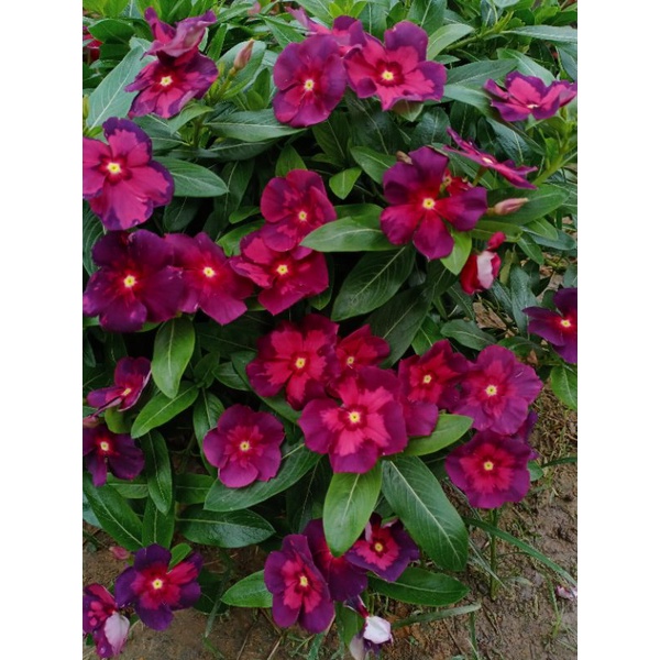 Jual Biji Vinca batik merah | Shopee Indonesia