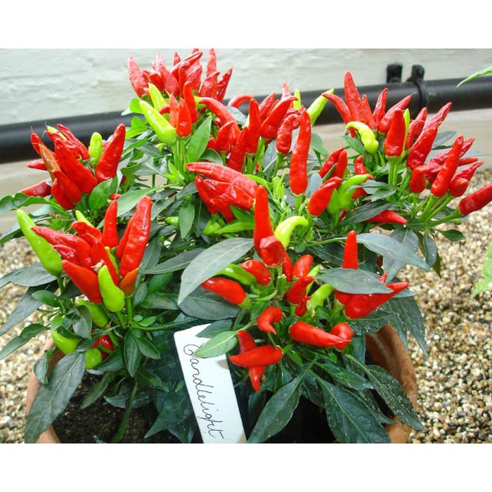Jual Bibit / Benih / Seeds Candlelight Pepper Cabe Hias Unik Bisa ...