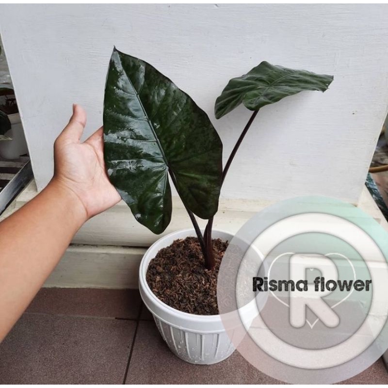Jual Tanaman hias pohon sente hitam / tanaman hias pohon hidup | Shopee ...