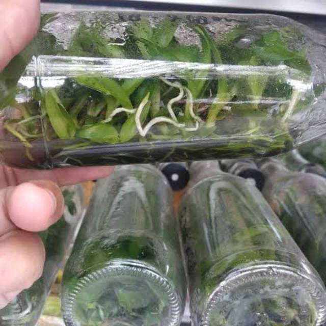 Jual Botol Anggrek bulan phalaenopsis hybrid | Shopee Indonesia