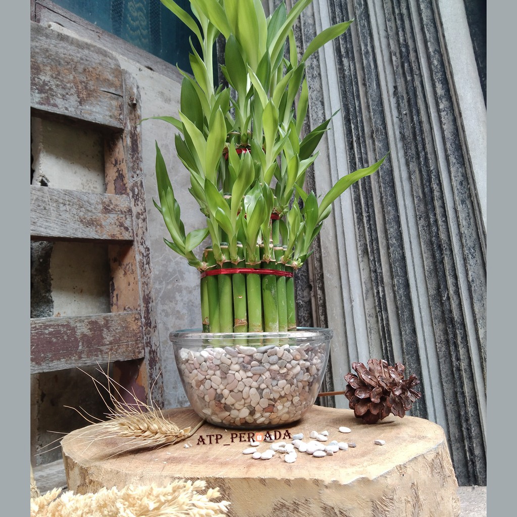 Jual Bambu Cina Tanaman Hias Keberuntungan Rezeki Hoki Hoky Lucky Bambo ...