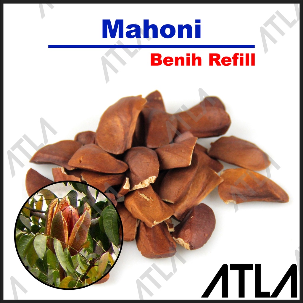 Jual Benih Pohon Mahoni Biji Tanaman Obat Bibit Buah Kayu Herbal Refill ...