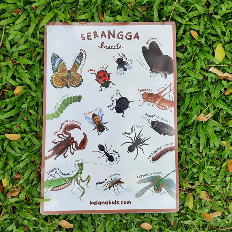 Jual Poster Edukasi A3 Serangga Insect Wipe Clean Murah | Shopee Indonesia