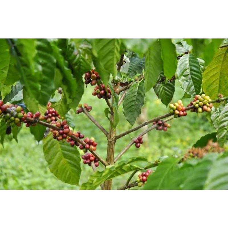 Jual DAUN KOPI SEGAR / DAUN KAWA 30 Lembar | Shopee Indonesia