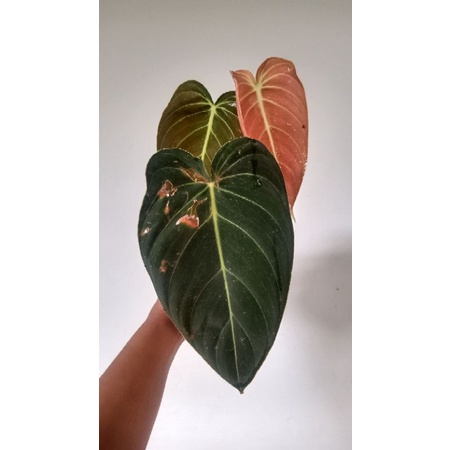 Jual philodendron melano | Shopee Indonesia