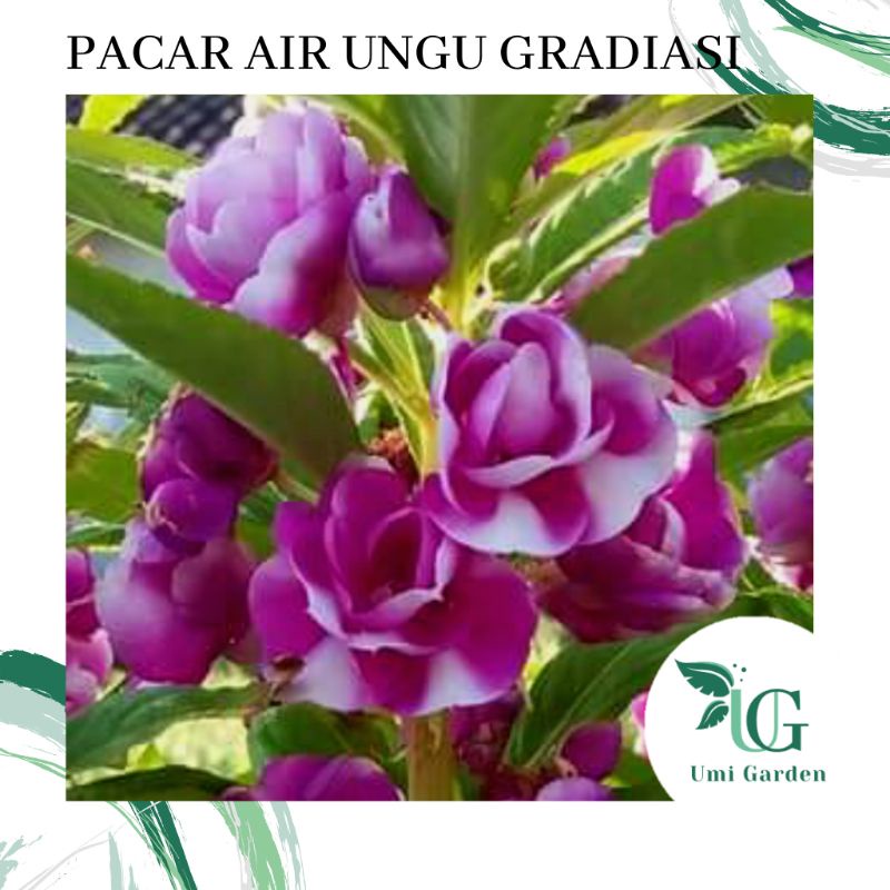 Jual 5 - 50 Biji Benih Bunga Pacar Air Impatiens Balsamina Ungu Gradasi ...