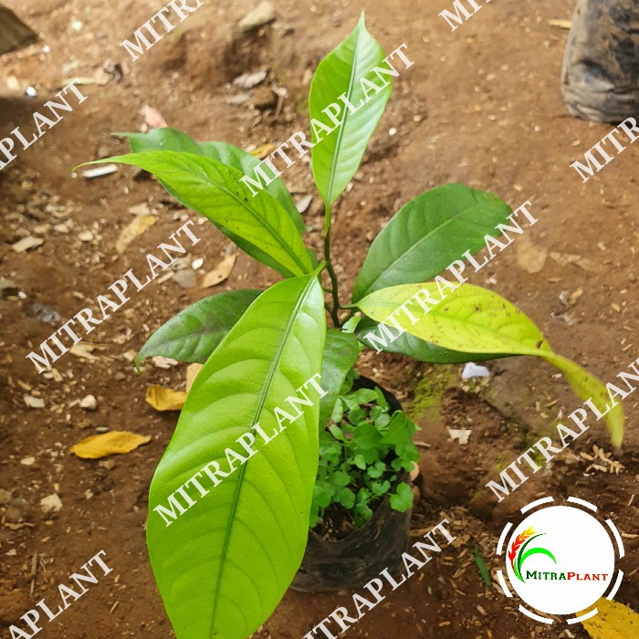 Jual Bibit Pohon Pala - Tanaman Pala Bundar - Buah Pala Rempah | Shopee ...