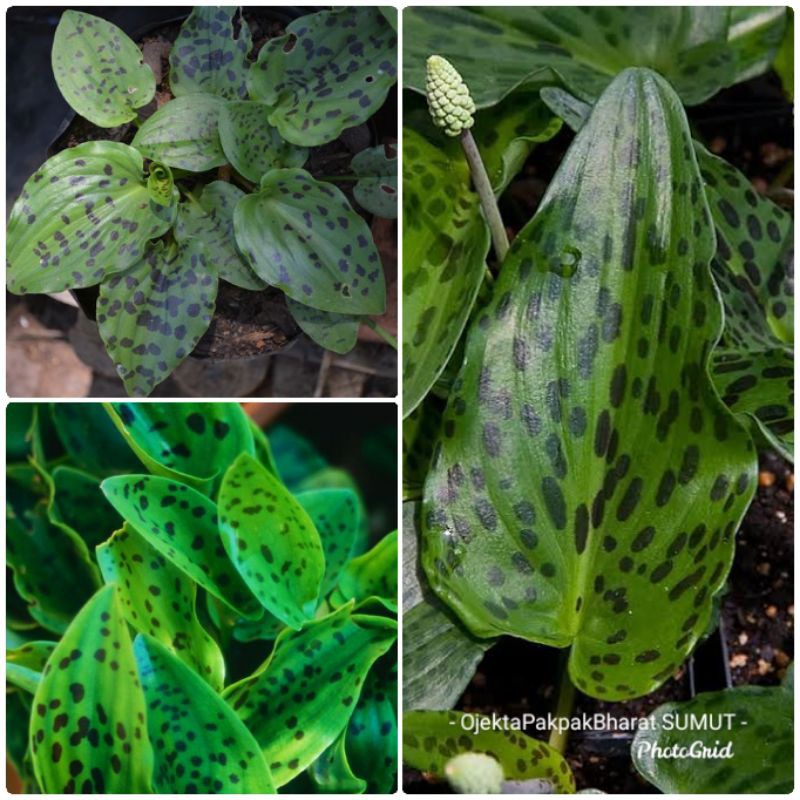 Jual Tanaman Hias Drimiopsis Maculata# Keladi Katak# Caladium Hijau ...