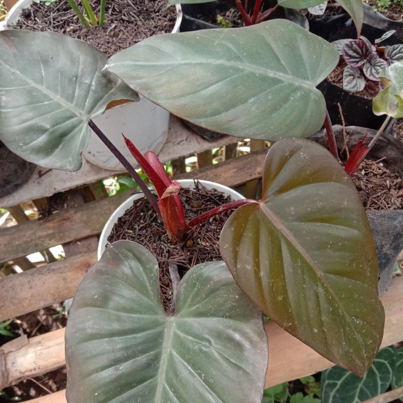 Jual Philo Dark lord | Shopee Indonesia