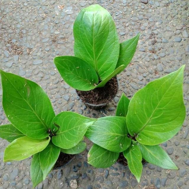 Jual tanaman hias anthurium jemani cobra anaka/jenmani kobra/tanaman ...