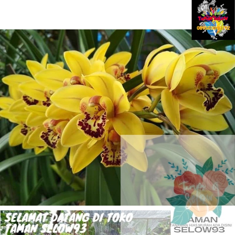 Jual Anggrek Cymbidium ensifolium Kuning Cantik Tanaman Anggrek Tanah ...