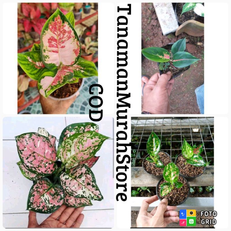 Jual PROMO!!! paket hemat 2 anakan aglonema (suksom tree&dud tree ...
