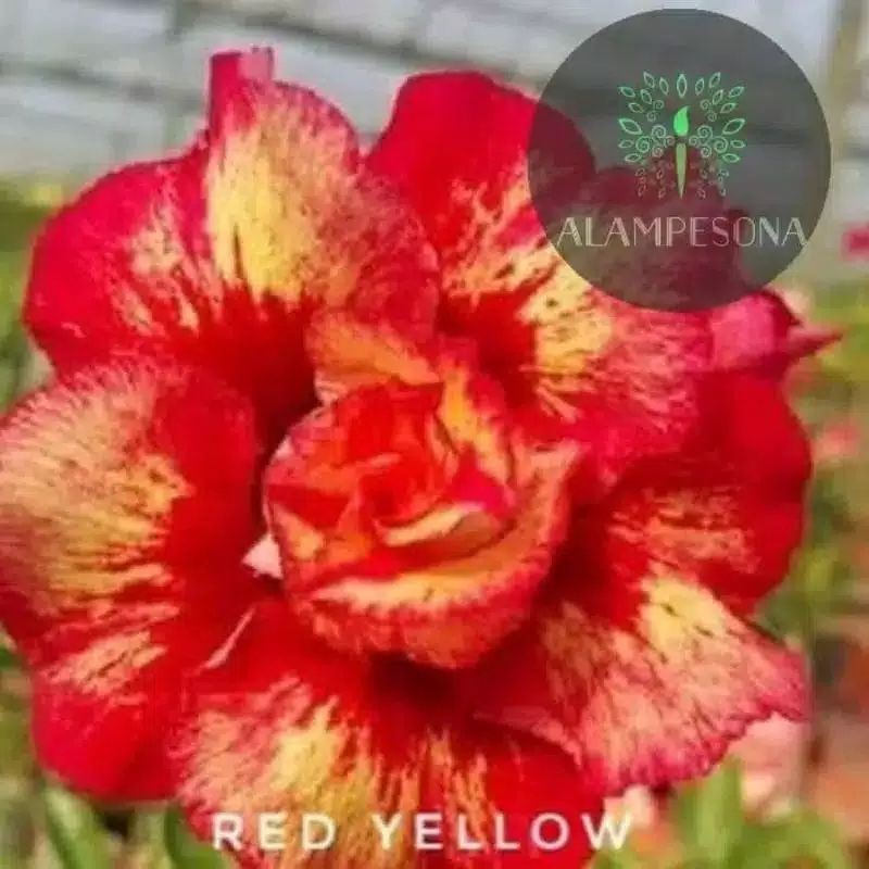 Jual PROMO!!! Adenium Red Yellow Bunga Tumpuk (Bibit) | Shopee Indonesia