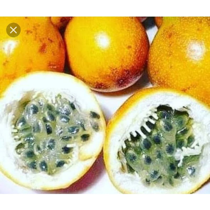 Jual markisa madu/konyal manis 2kg segar | Shopee Indonesia